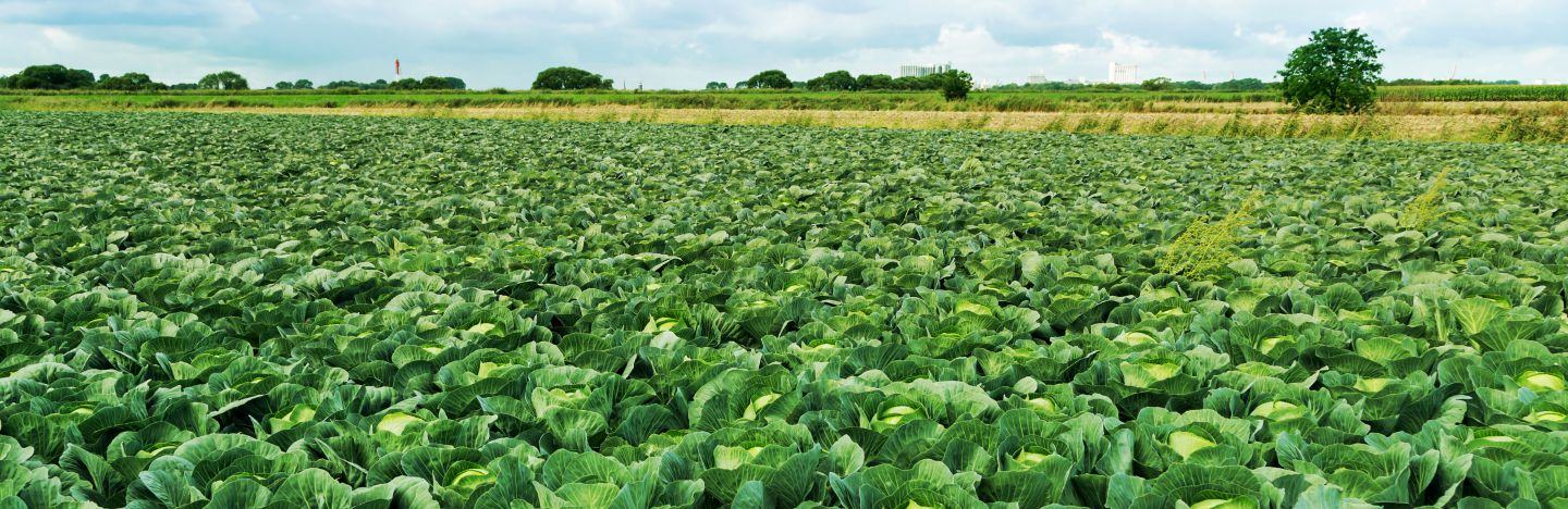 Rogor® Insecticide | FMC Ag IN
